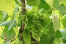 Albarino Wine on the Camino